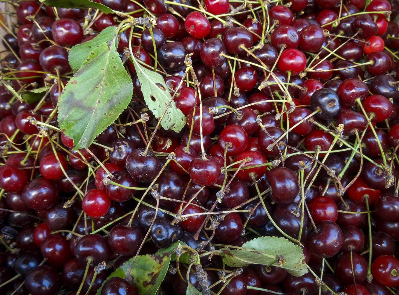 Domenica 8 al Mercato della Terra di Piano di Sorrento tornano le ...